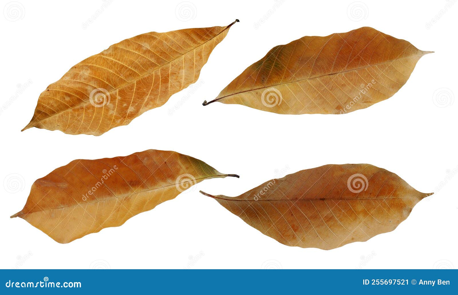 Dead Leaf Isolated on White Background Stock Image - Image of bush ...