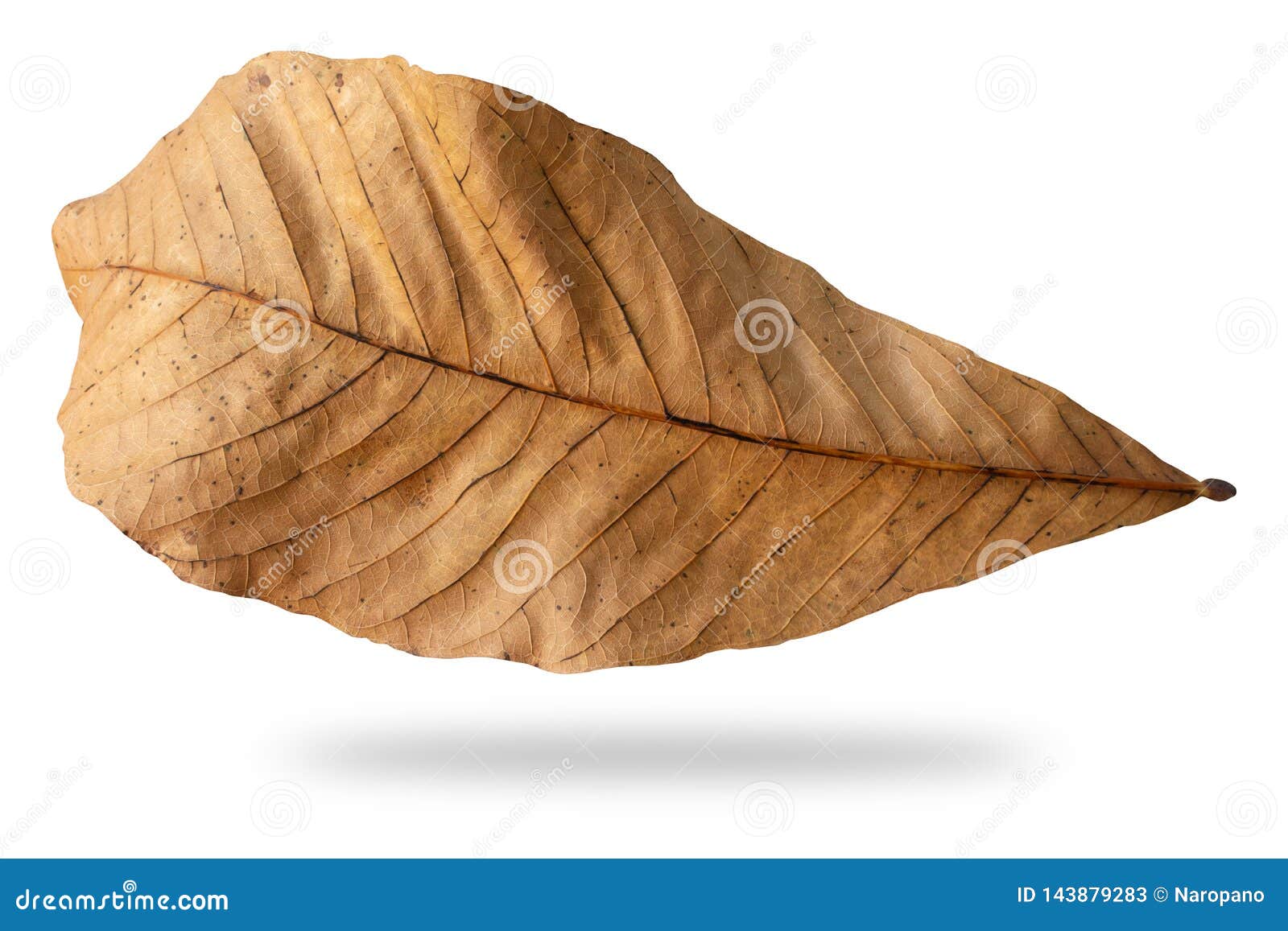 Dry Leaf, Dead Leaf, Disease Leaf,wilt Royalty-Free Stock Photography ...