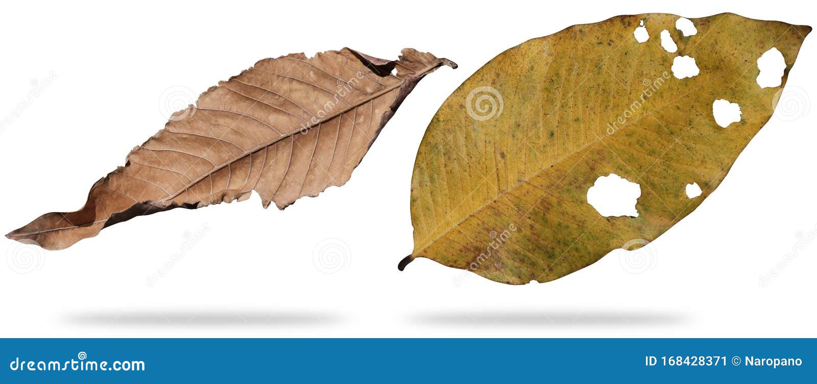 Dry Leaf Or Dead Leaf Isolated On White Background Stock Photo ...