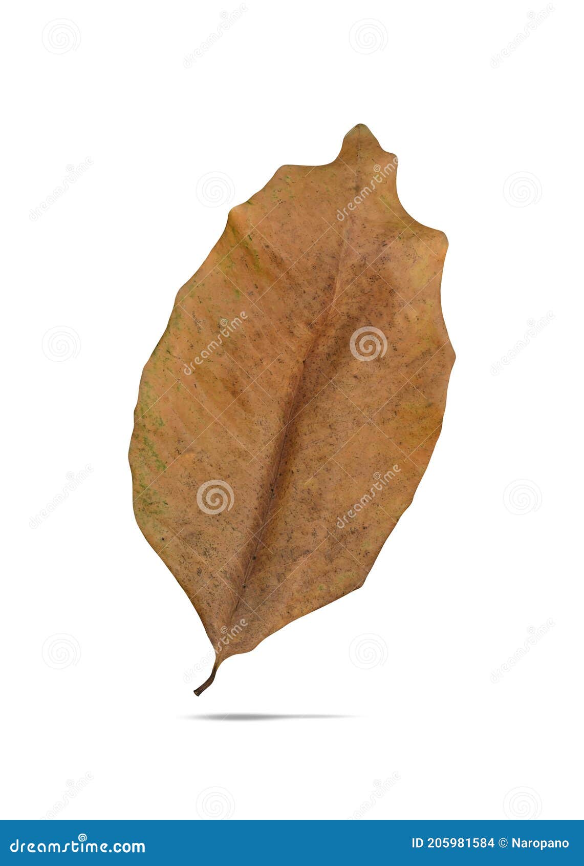 Dry Leaf, Dead Leaf, Disease Leaf,wilt Royalty-Free Stock Photography ...