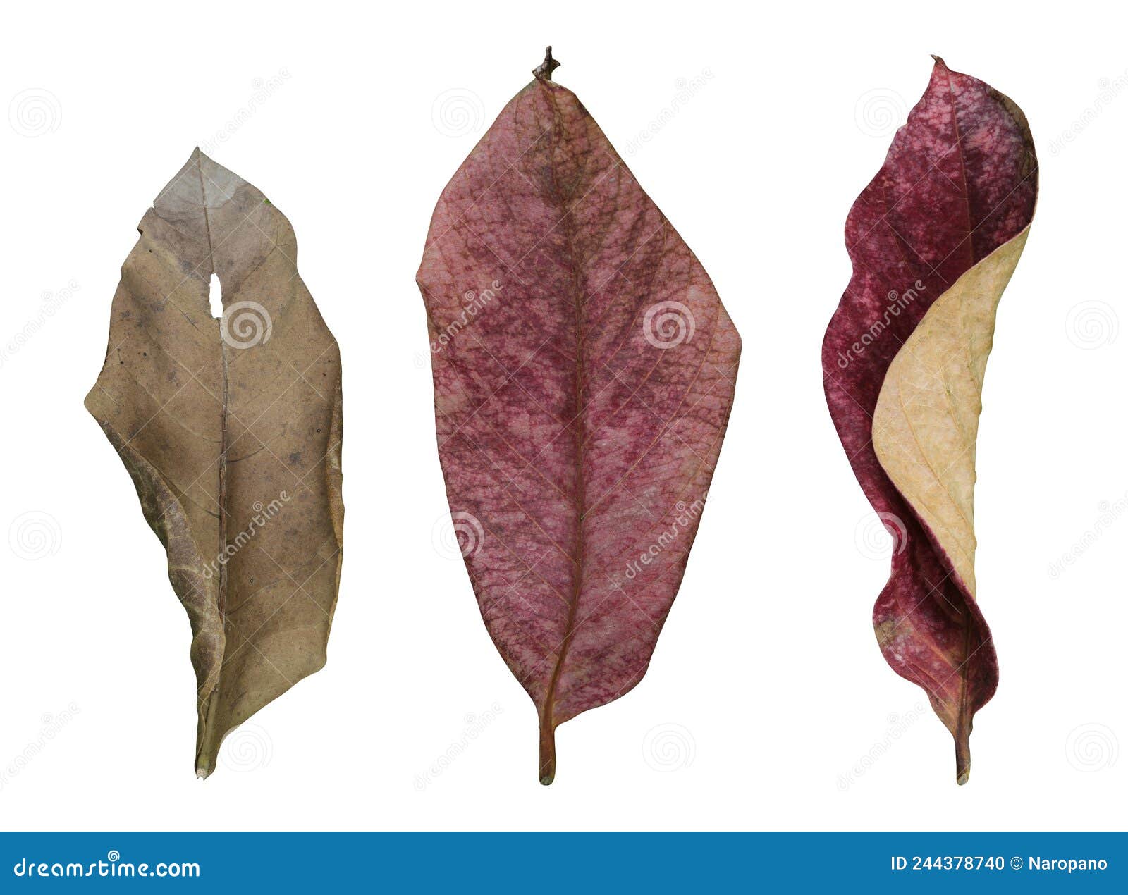 Dry Leaf Dead in Winter Isolated on White Background. Clipping Path ...