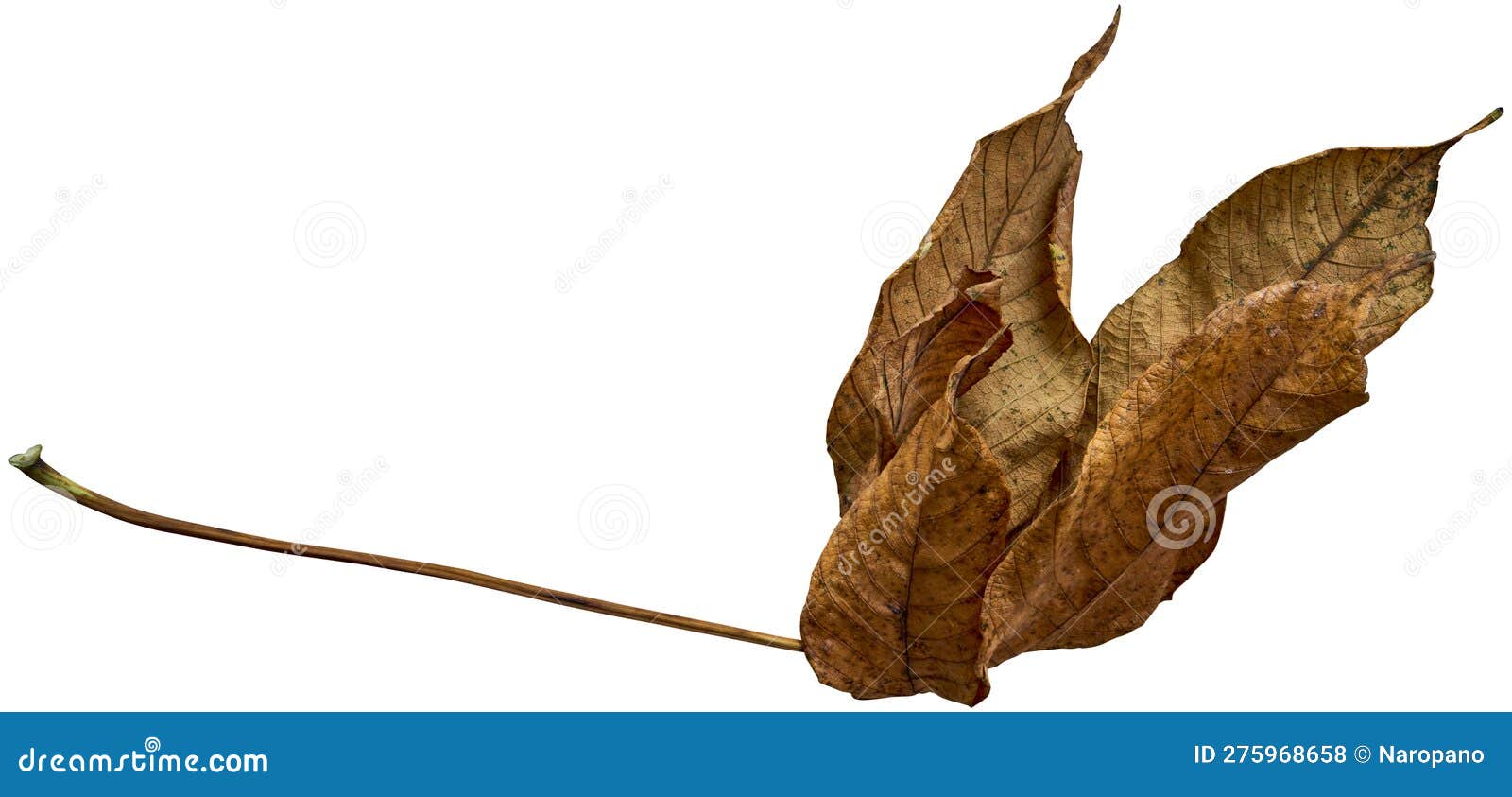 Dry Leaf, Dead Leaf, Disease Leaf,wilt Royalty-Free Stock Photography ...