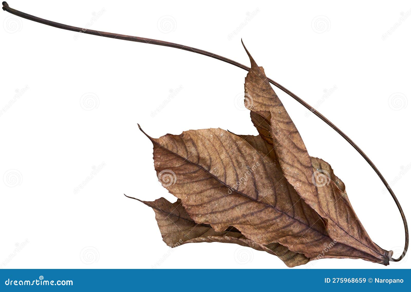 Dry Leaf Dead in Winter Isolated on White Background. Clipping Path ...