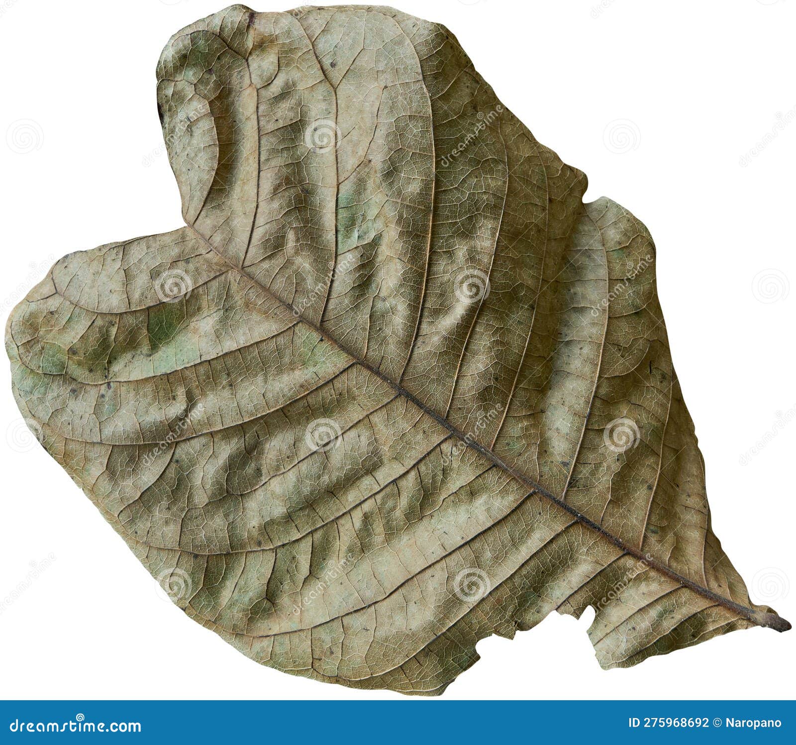 Dry Leaf, Dead Leaf, Disease Leaf,wilt Royalty-Free Stock Photography ...