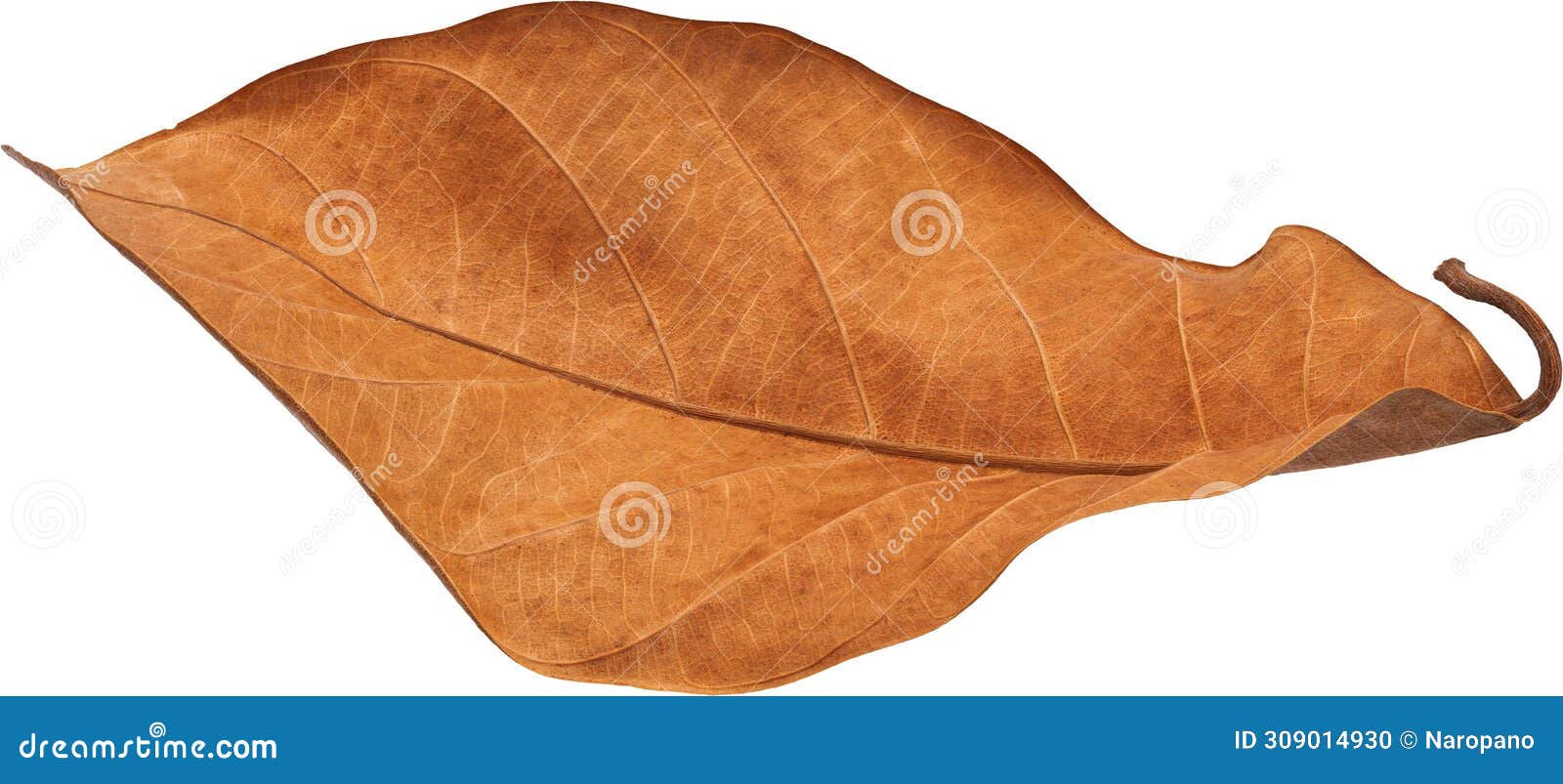 Dry Leaf Or Dead Leaf Isolated On White Background Stock Photo ...