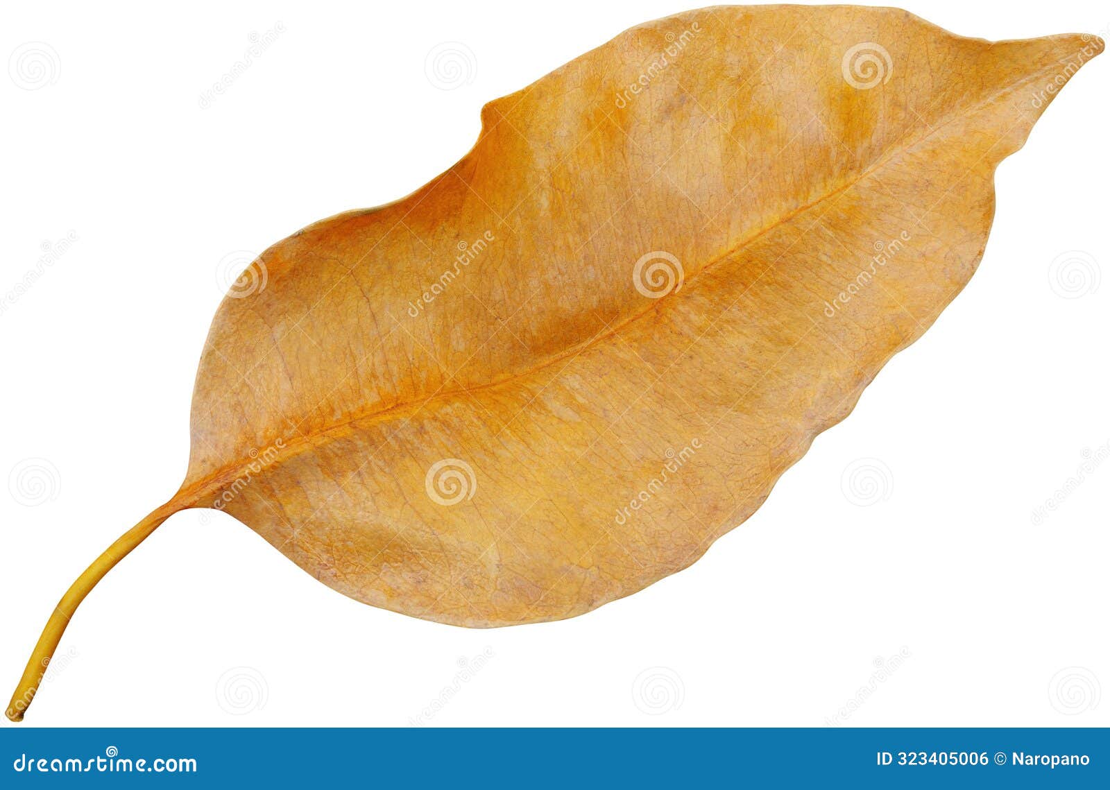Dry Leaf Dead in Winter Isolated on White Background. Clipping Path ...