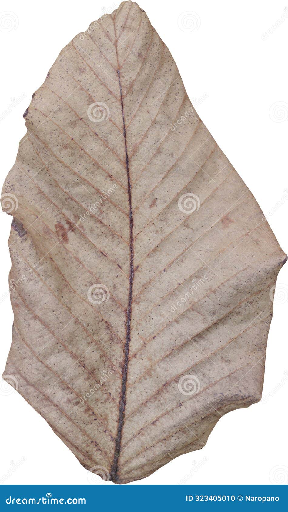 Dry Leaf, Dead Leaf, Disease Leaf Stock Photography | CartoonDealer.com ...