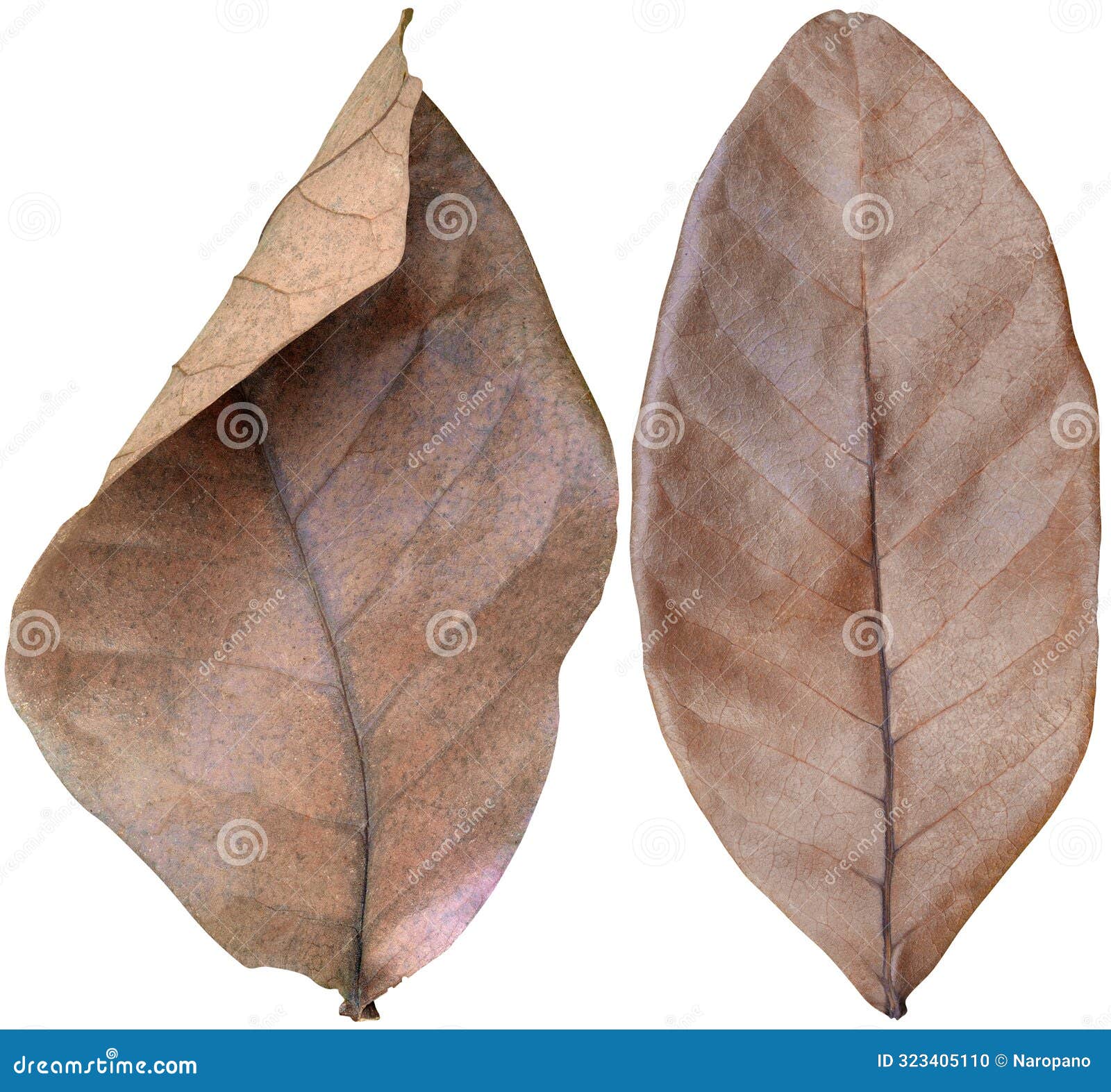 Dry Leaf Dead in Winter Isolated on White Background. Clipping Path ...