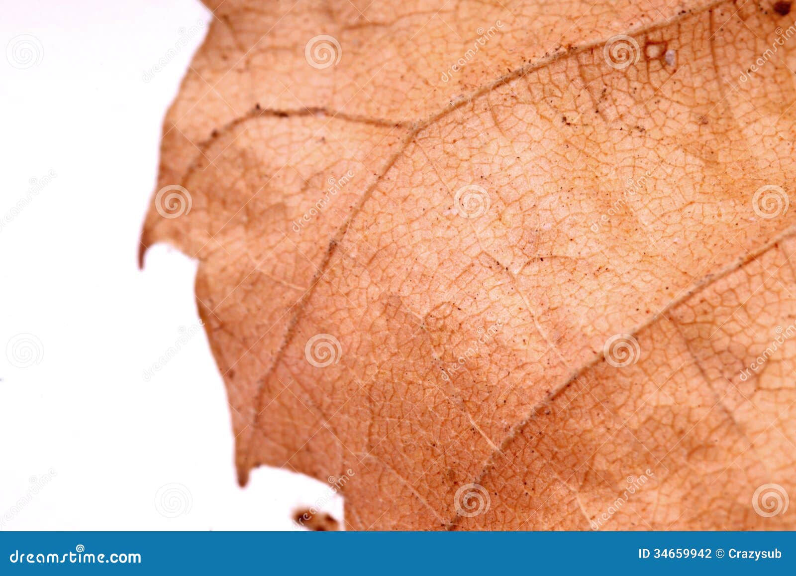Dry Leaf stock photo. Image of dirty, bush, nature, multilayered - 34659942