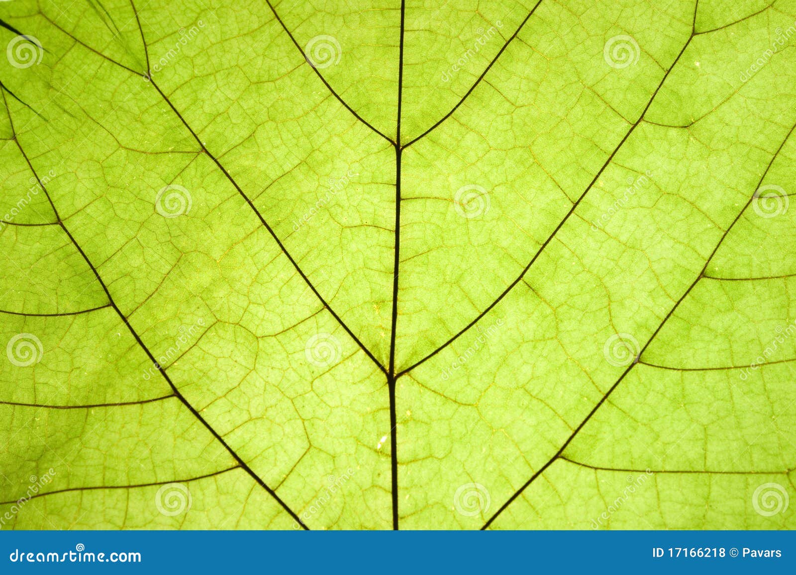 Dry leaf detail texture stock photo. Image of beautiful - 17166218