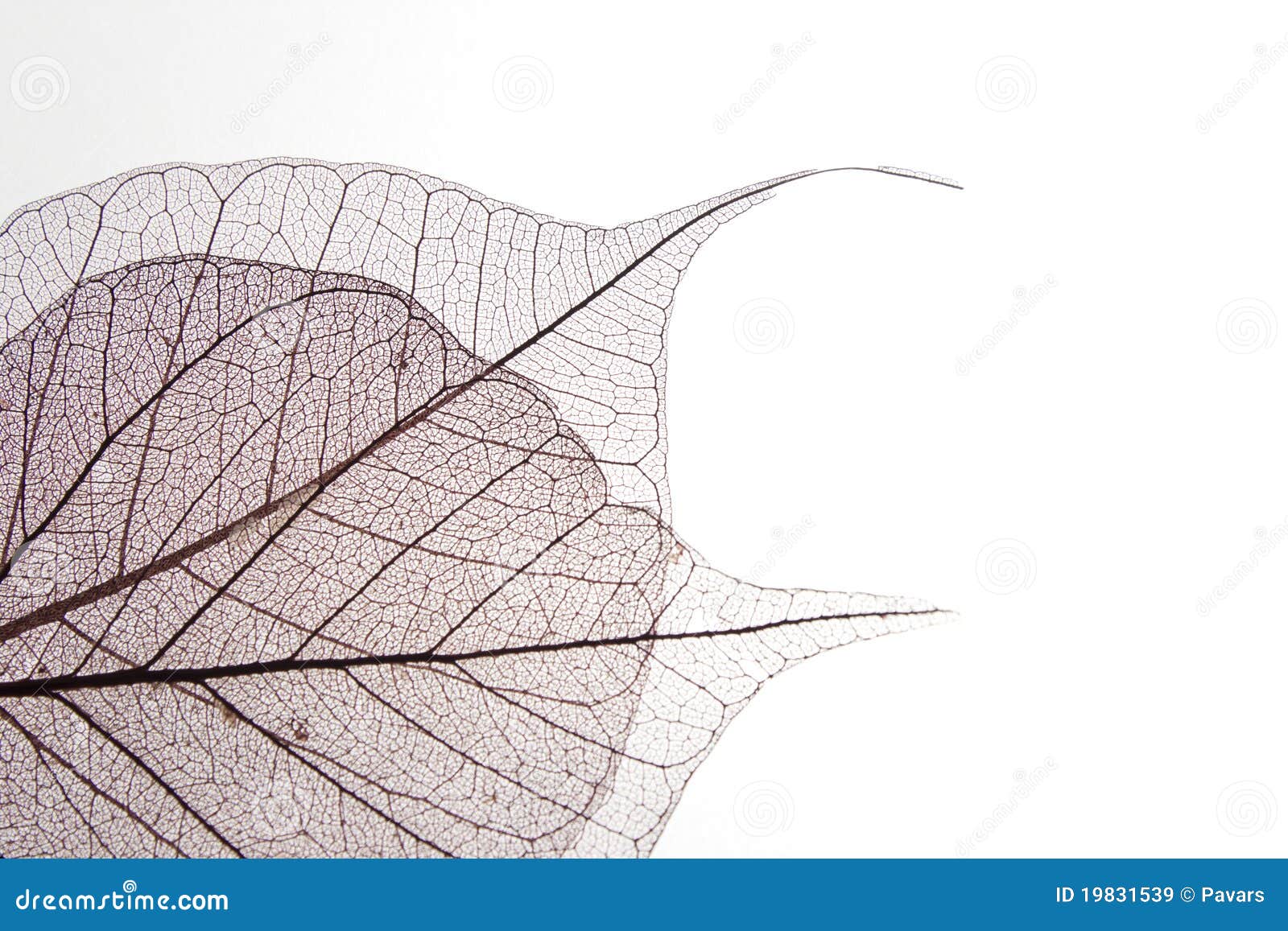 Dry leaf detail texture stock image. Image of fragile - 19831539