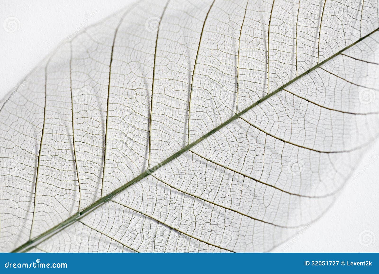 Dry leaf detail texture stock image. Image of nature - 32051727