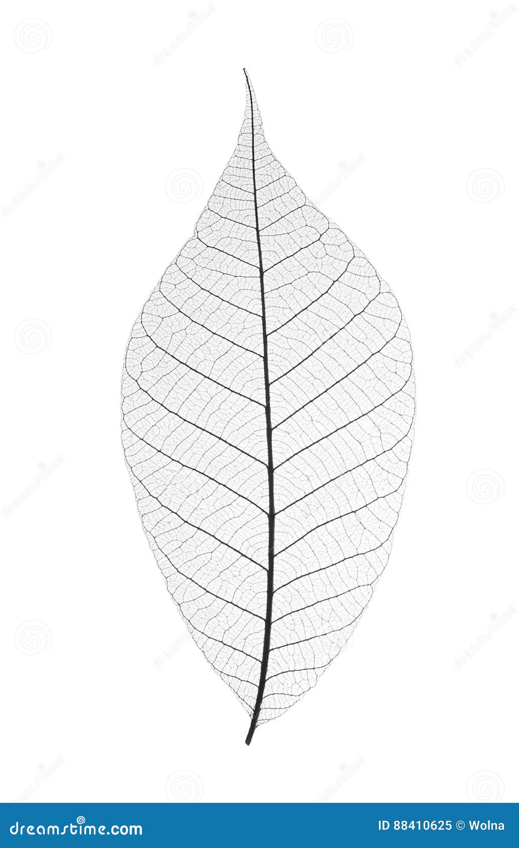 Dry Leaf Detail Texture in Front Leaves Stock Image - Image of texture ...