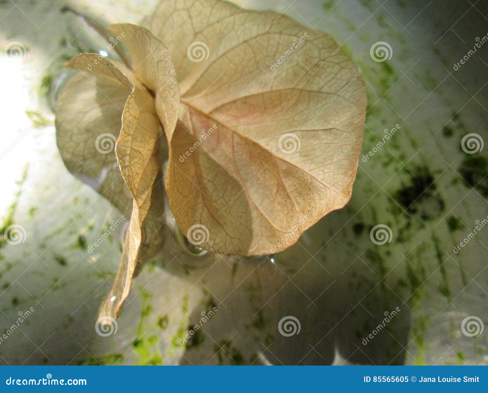Drifting Leaf. stock image. Image of orange, flora, outdoor - 85565605