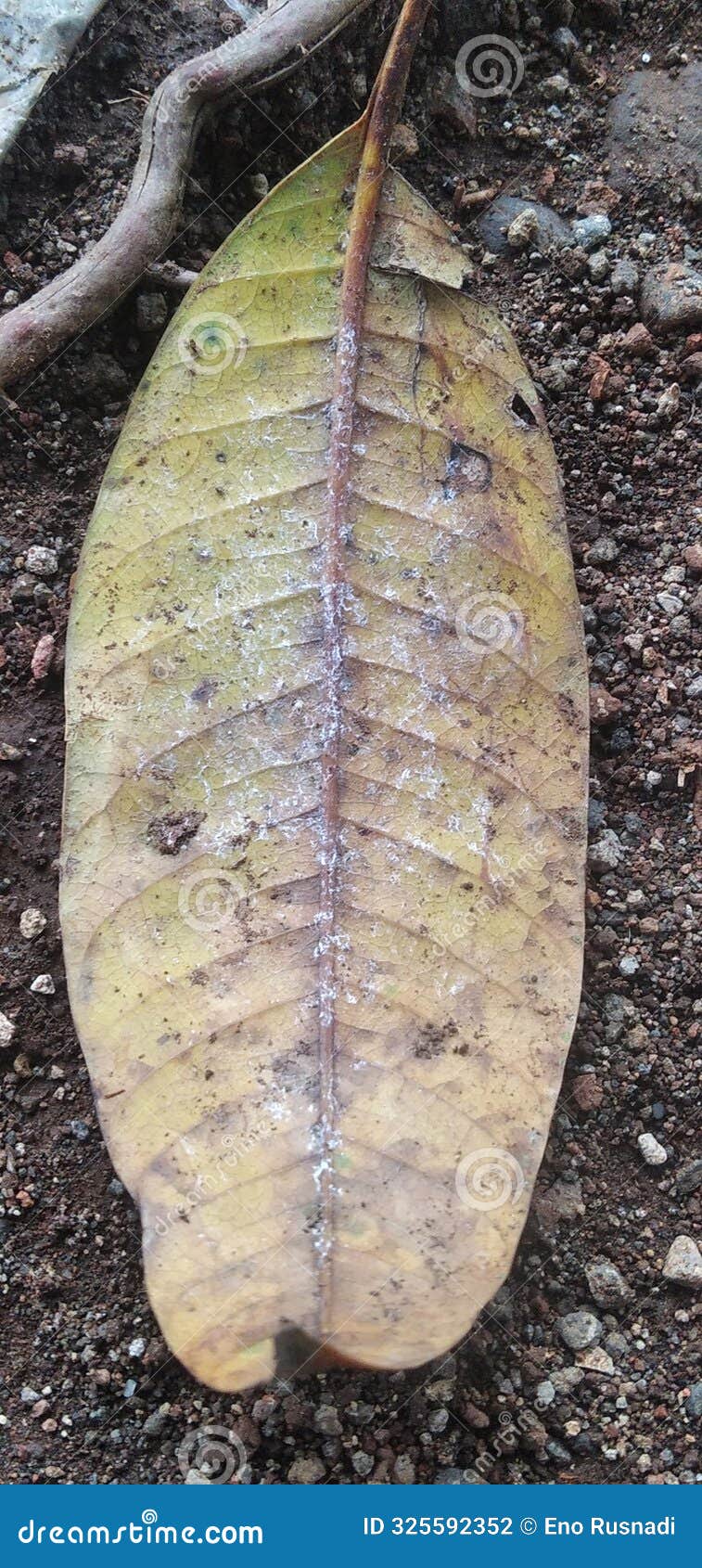The Dry of Leaf Fall Down from the Mango Tree Stock Photo - Image of ...