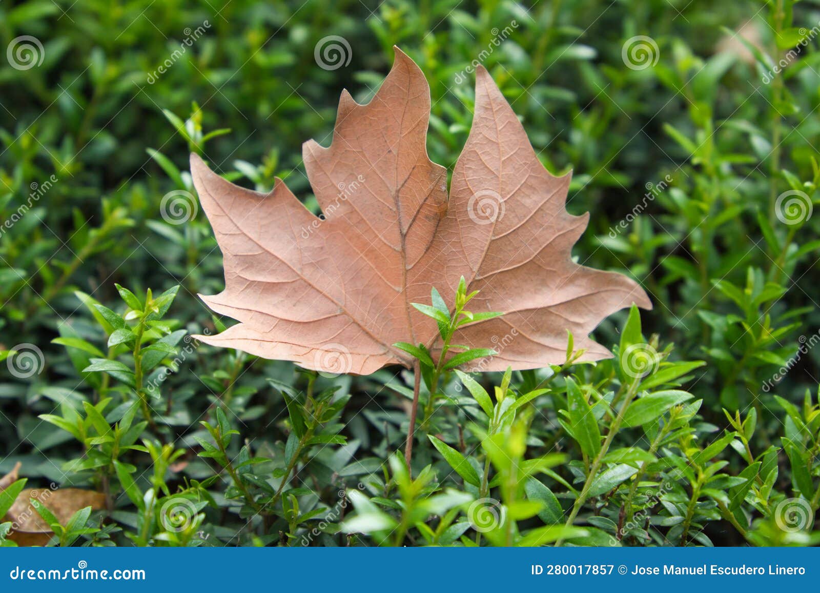 Deciduous Leaves From A Tree Stalk Royalty-Free Stock Photography ...