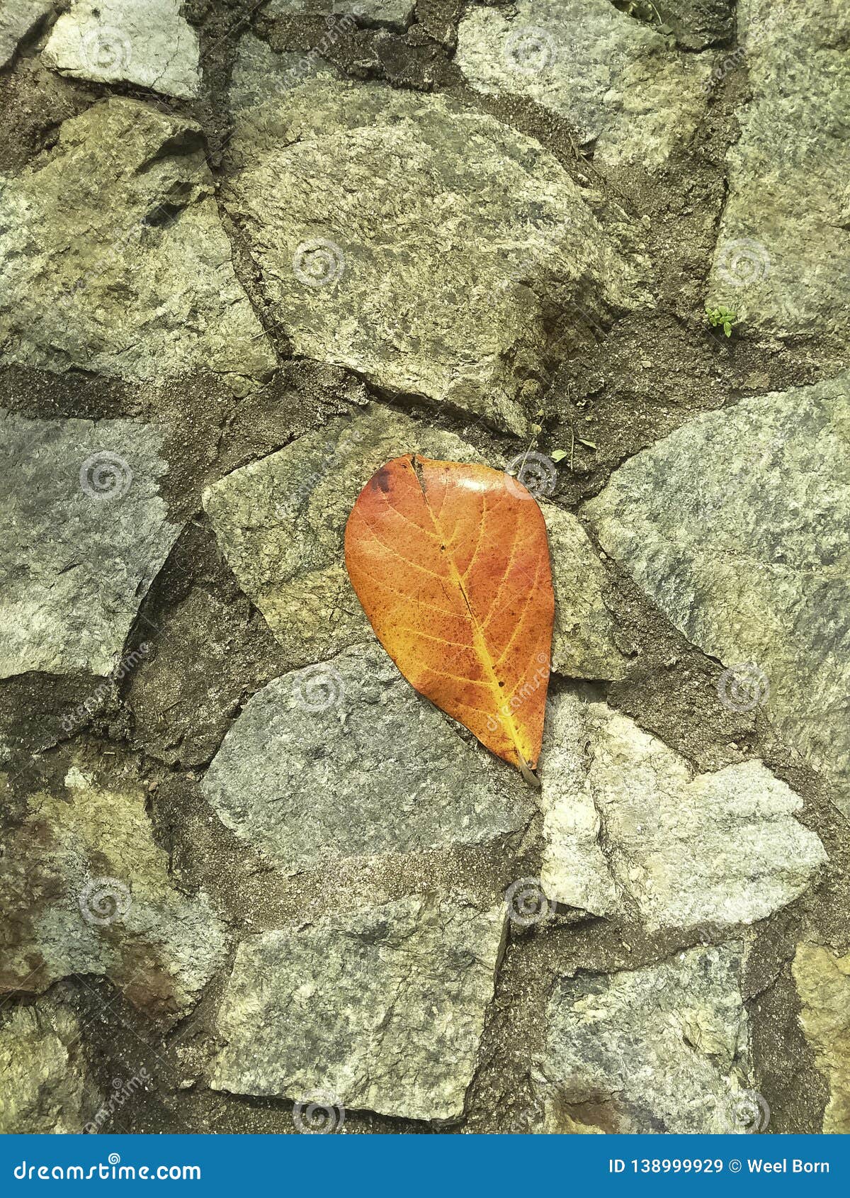 A Dry Leaf Fallen on the Rocks Wall Stock Illustration - Illustration ...
