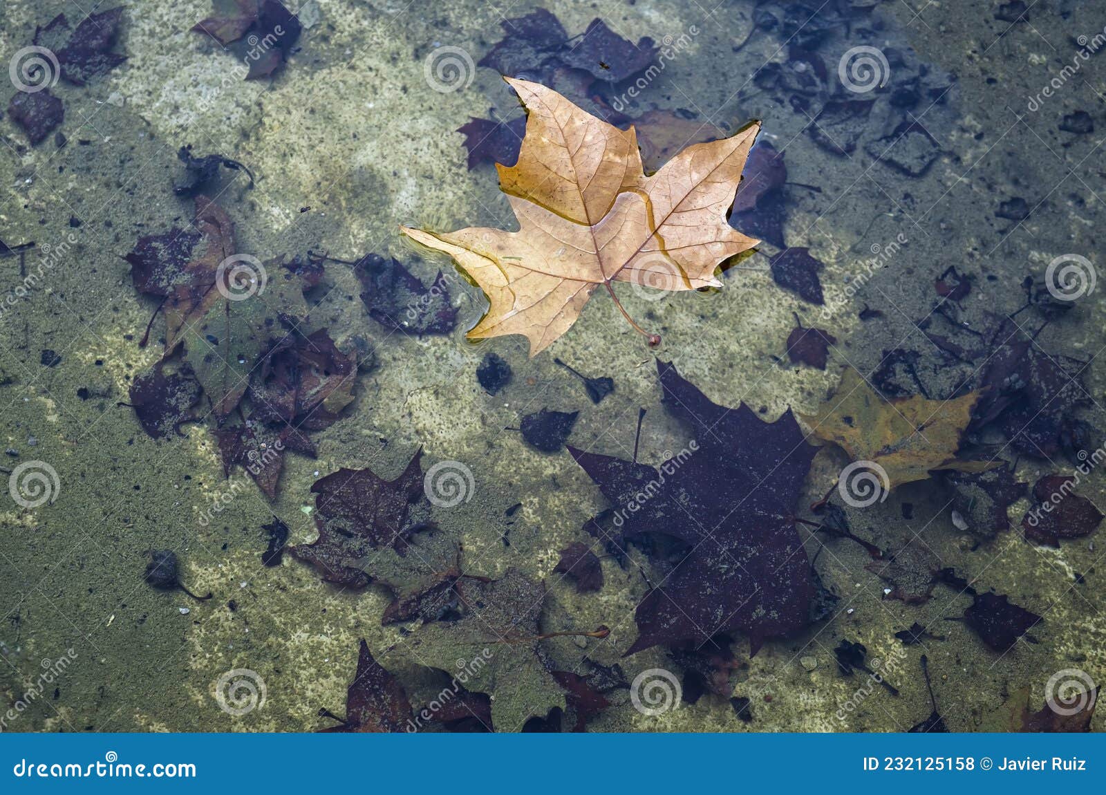 A Dry Leaf Fallen from a Tree Floating on a Pond of Water, in the ...