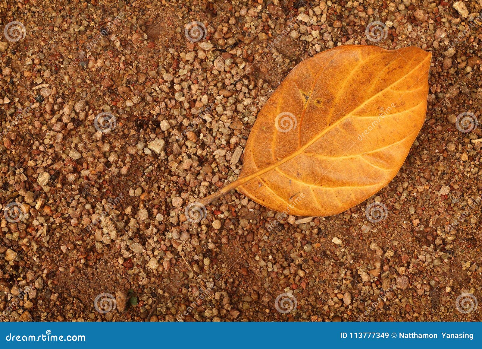 Dry Leaf Falling on the Ground Stock Image - Image of autumn, soil ...