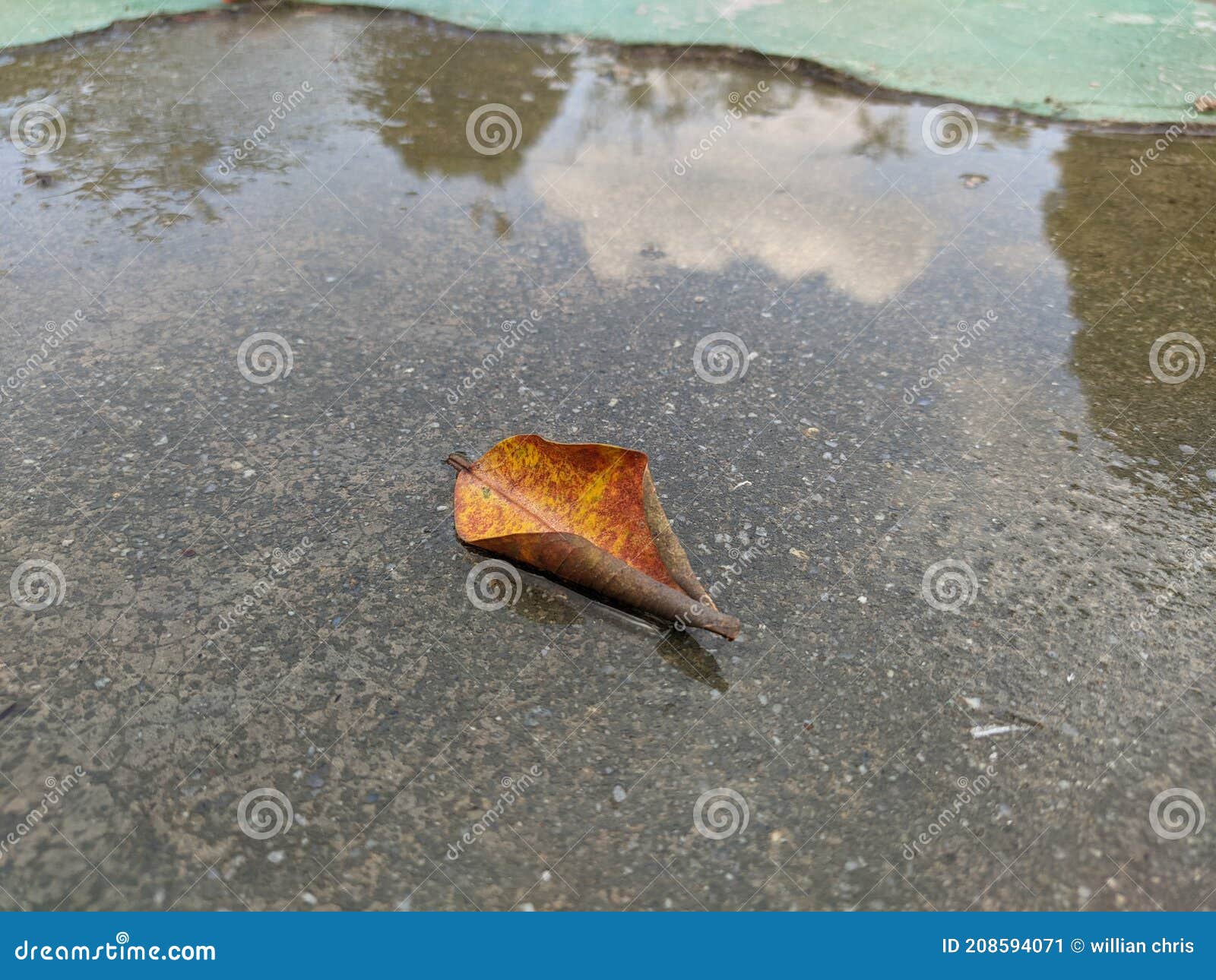 A Dry Leaf Falling in a Water Stock Image - Image of rock, sand: 208594071