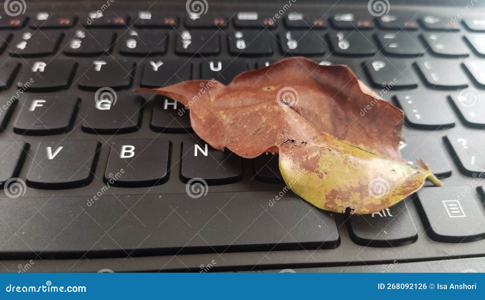 A Dry Leaf that Fell on a Laptop Keyboard Stock Photo - Image of fell ...
