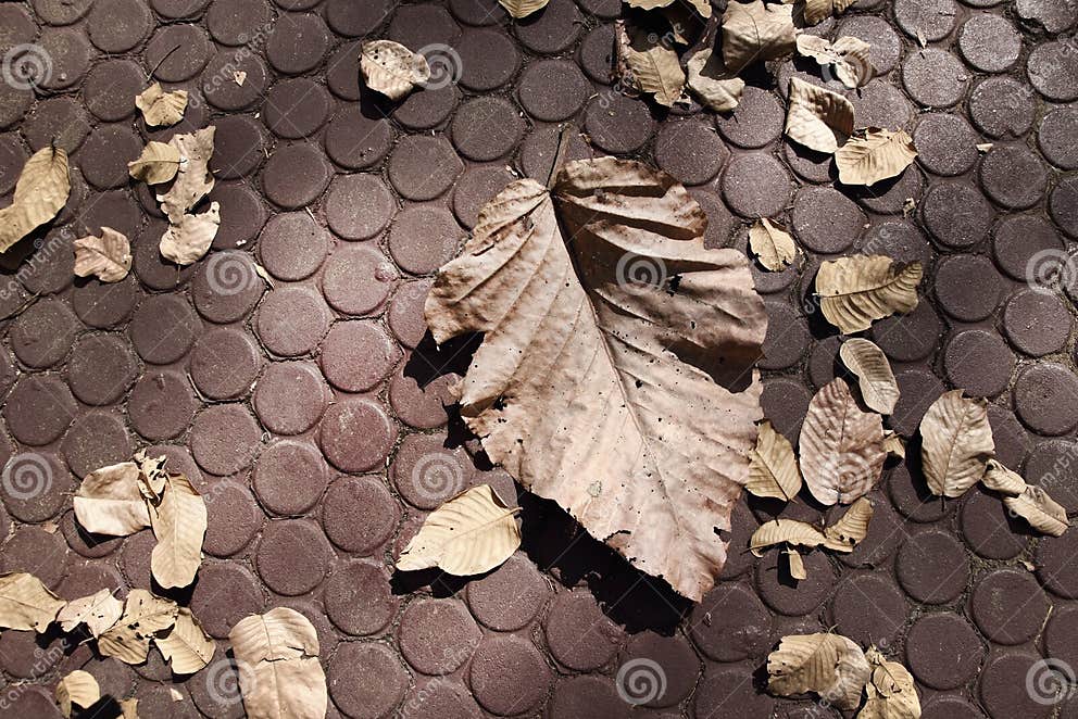Dry leaf on the floor stock image. Image of background - 61981965
