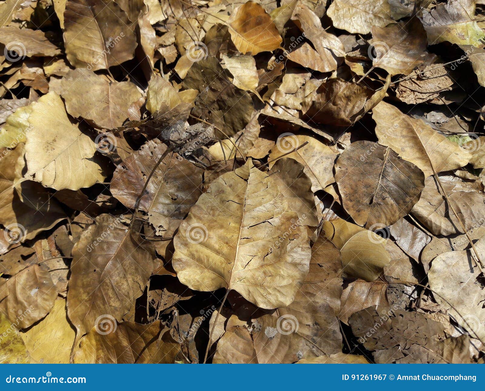 Dry leaf on the floor stock image. Image of tree, floor - 91261967