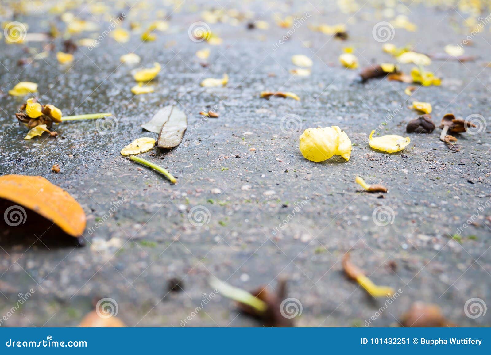 Dry Leaf and Flower Falling on the Ground Stock Image - Image of nature ...