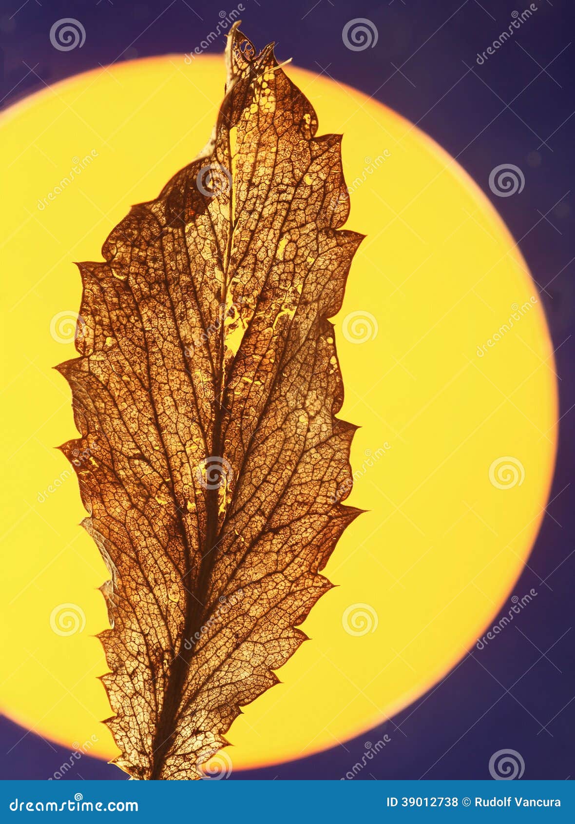 Dry leaf in front of sun stock photo. Image of veins - 39012738