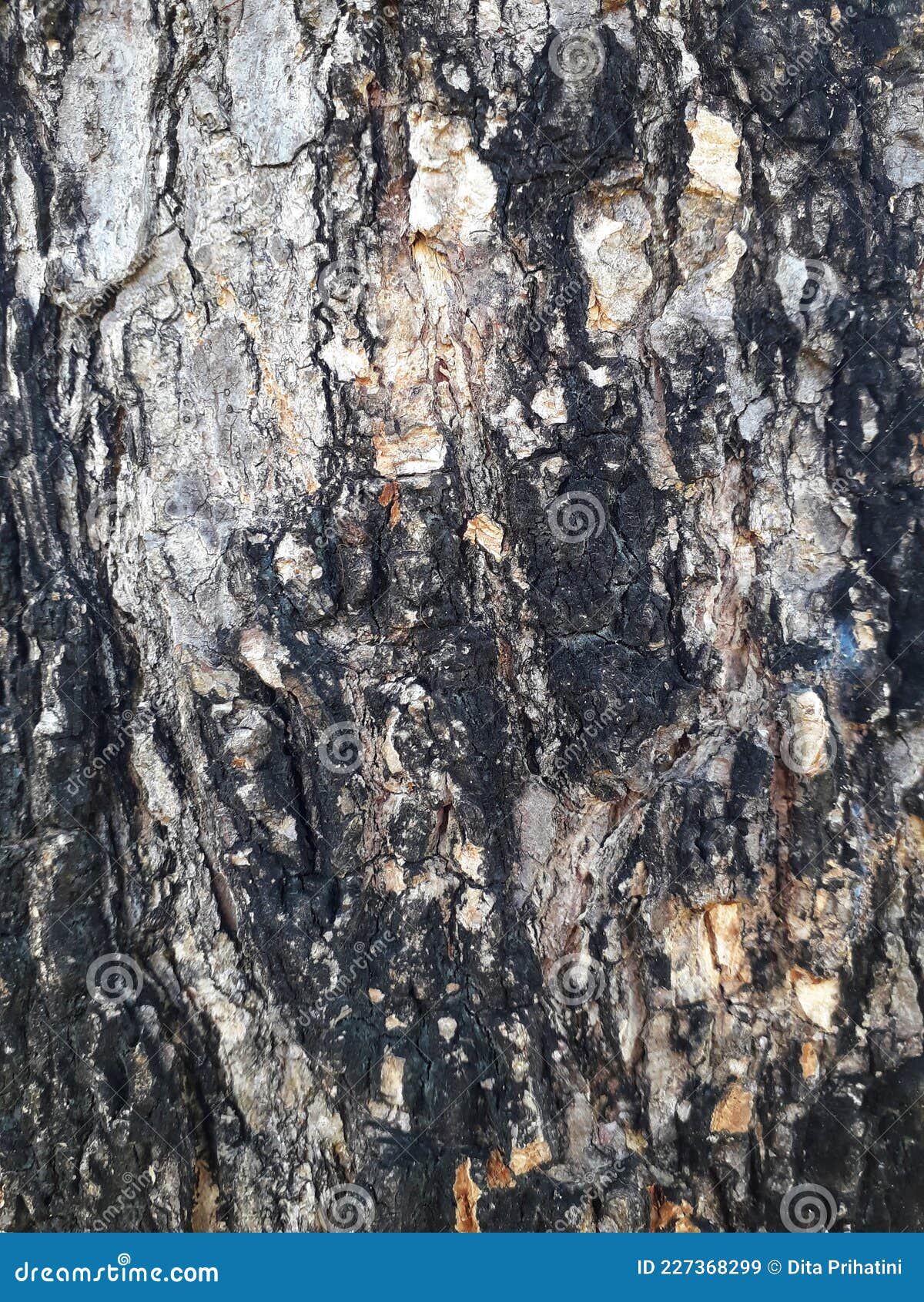 Close-up of Tree Bark Texture. Abstract Background Tekstur Kulit Pohon ...