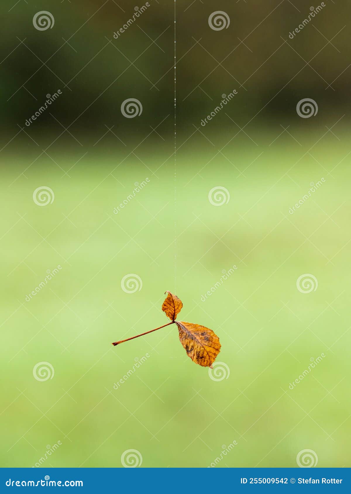 Dry Leaf Hanging on the Thread of a Spider Stock Photo - Image of ...