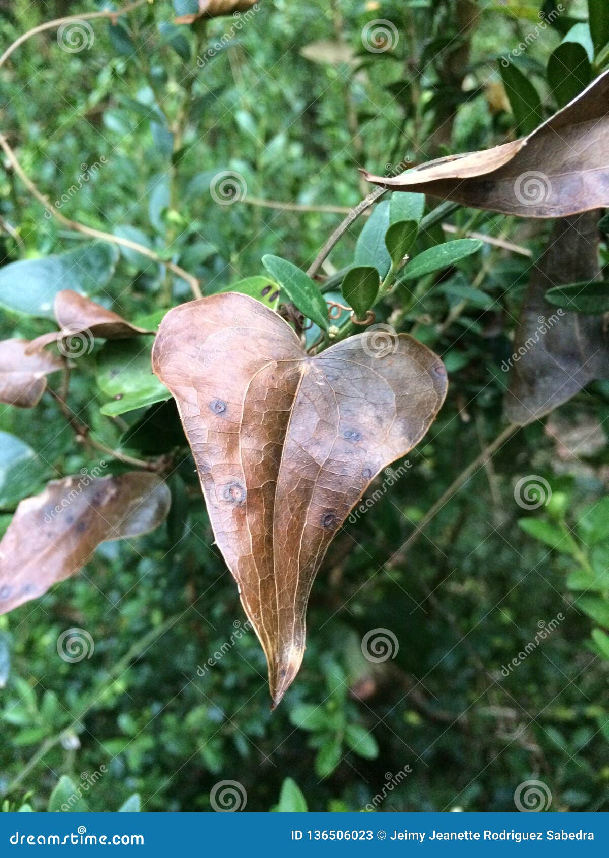 Dry leaf with heart shape stock image. Image of leaf - 136506023