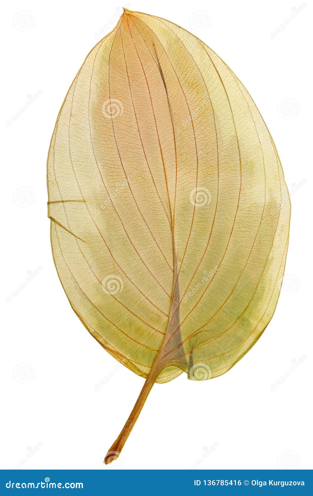 Dry Leaf Hosta from Herbarium Isolated on White Background Stock Photo ...