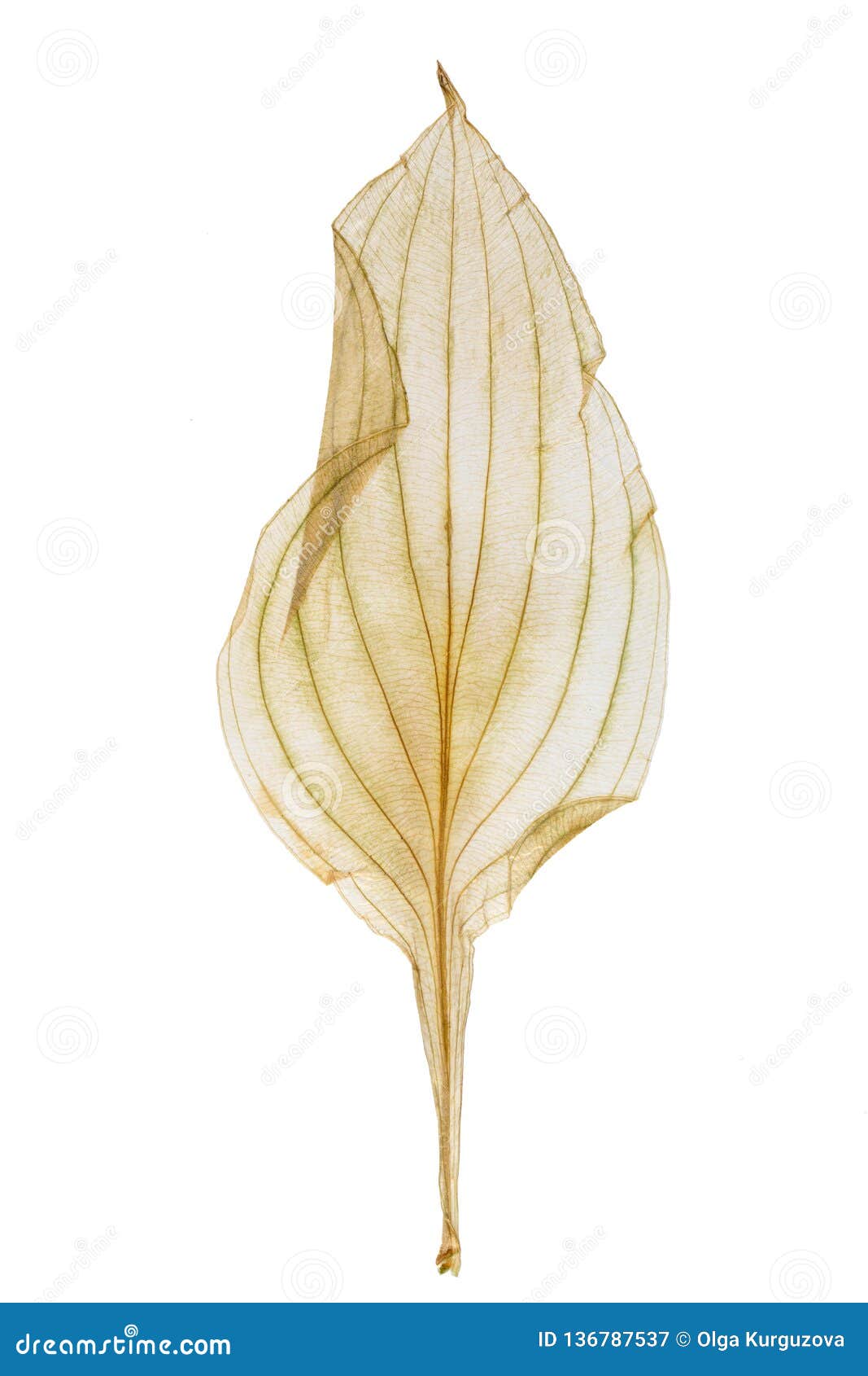 Dry Leaf Hosta from Herbarium Isolated on White Background Stock Image ...