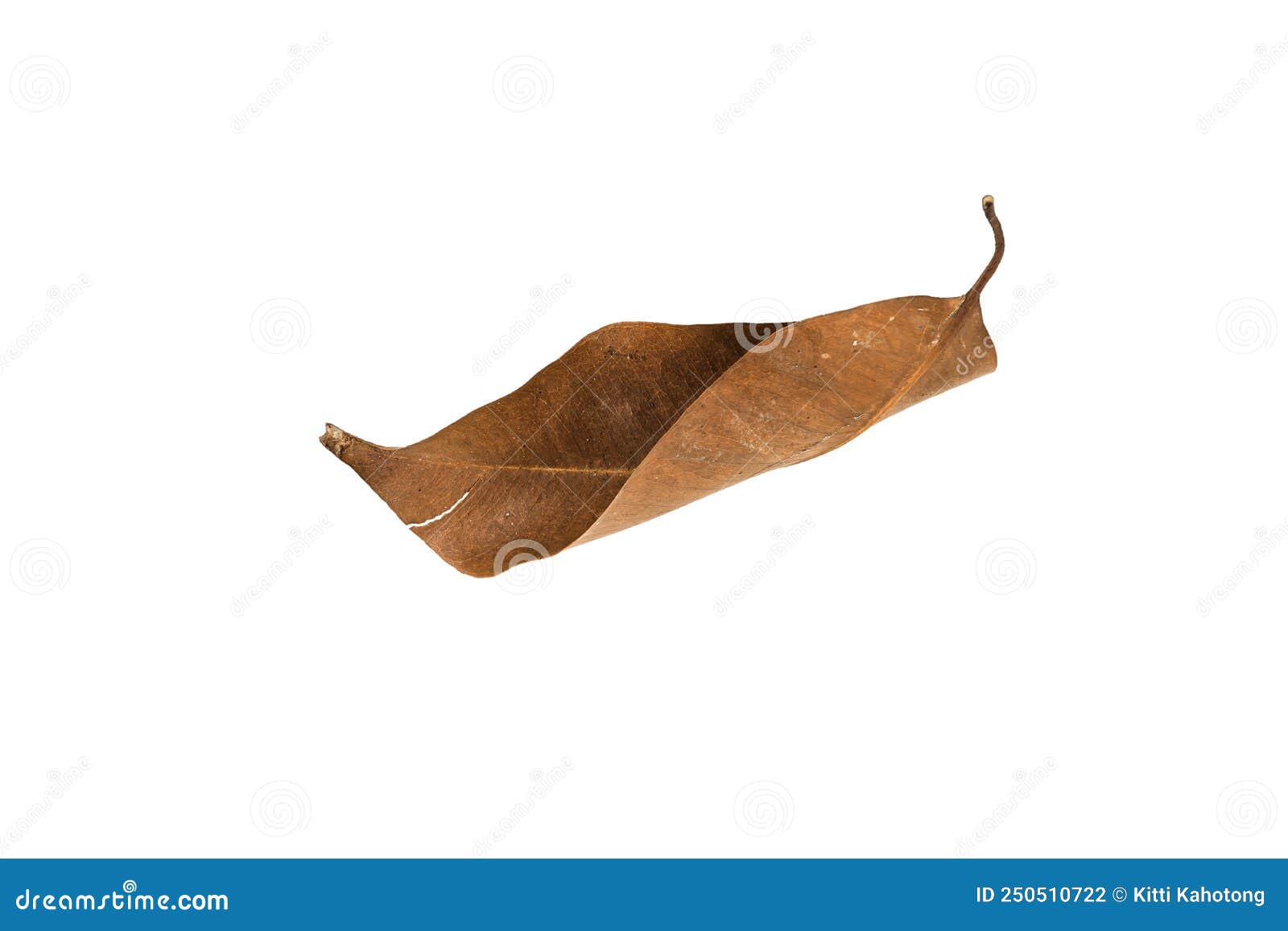 Dry Leaf on Isolated Background Clipping Path Stock Photo - Image of ...