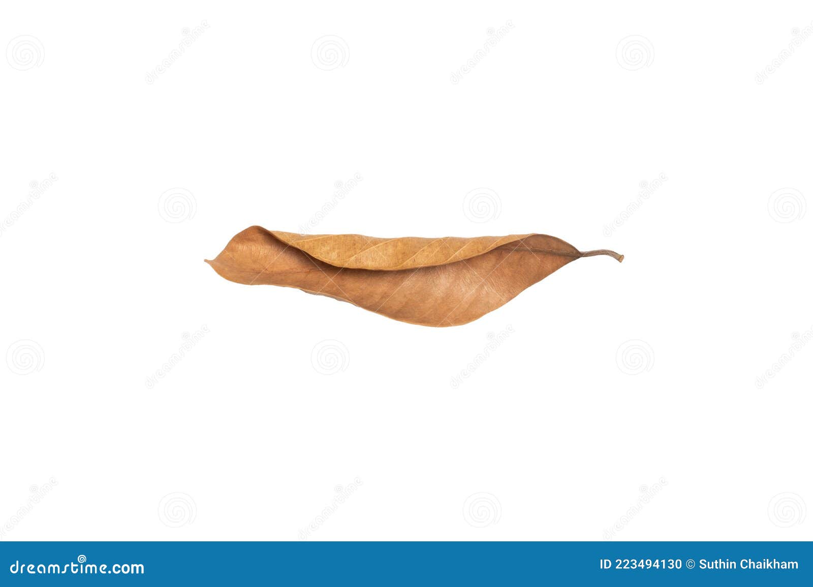 Dry Leaf in Isolated with Clipping Path,Brown Color Stock Photo - Image ...