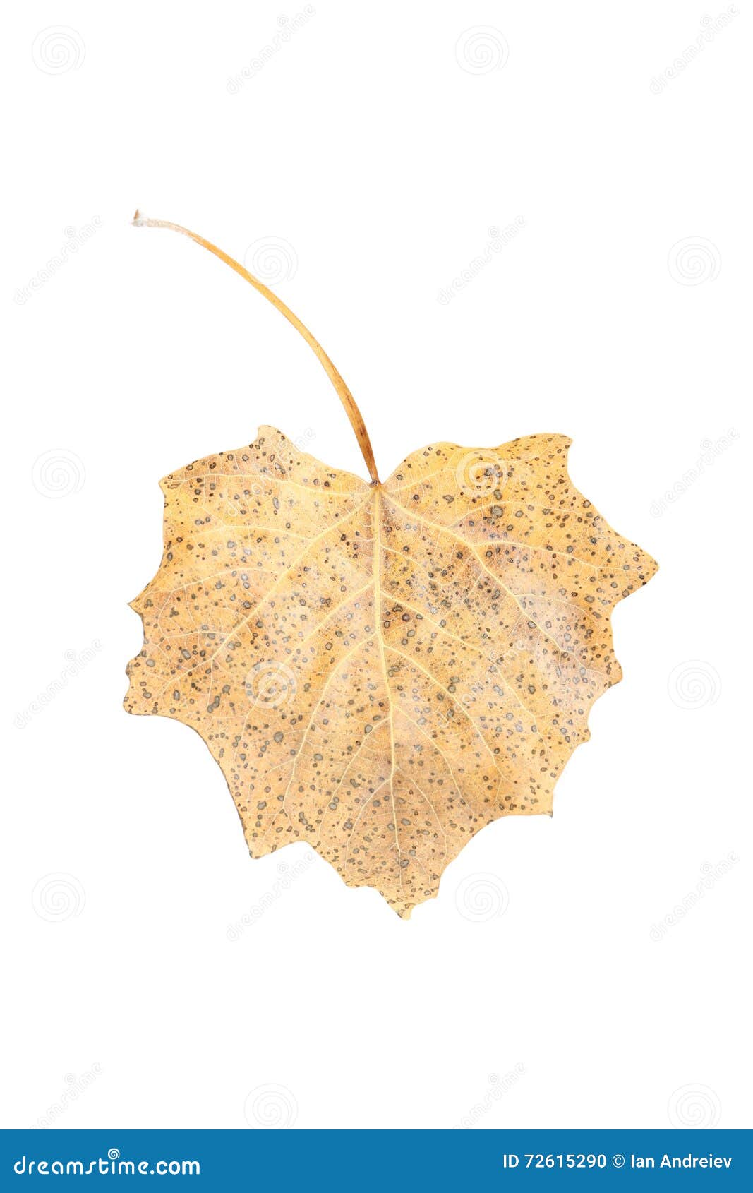 Dry leaf stock photo. Image of shapes, ground, gold, close - 72615290