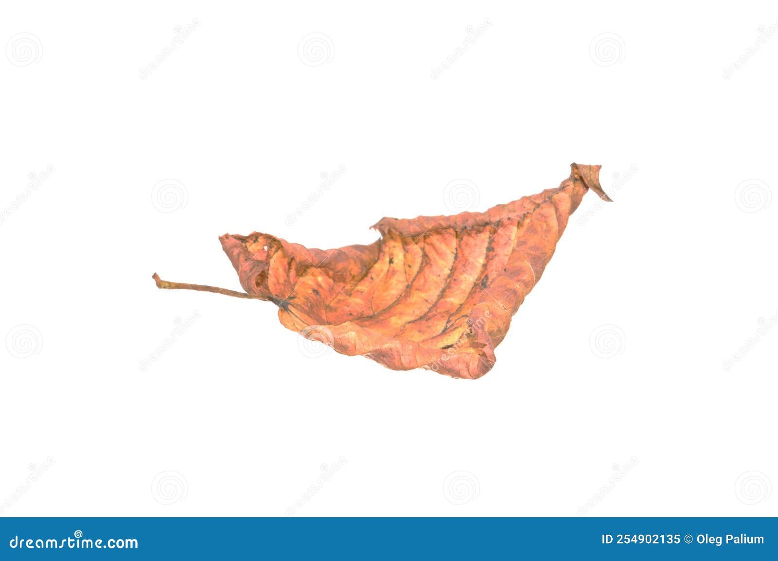 Dry Leaf Isolated on White Background Stock Image - Image of botanical ...