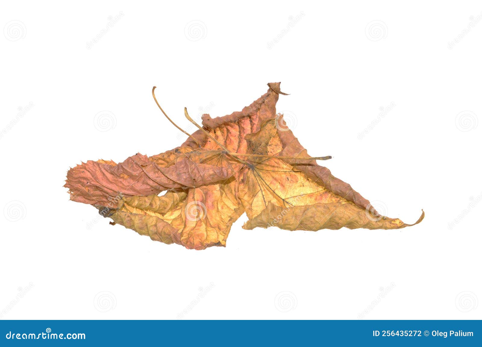Dry Leaf Isolated on White Background Stock Photo - Image of warm ...