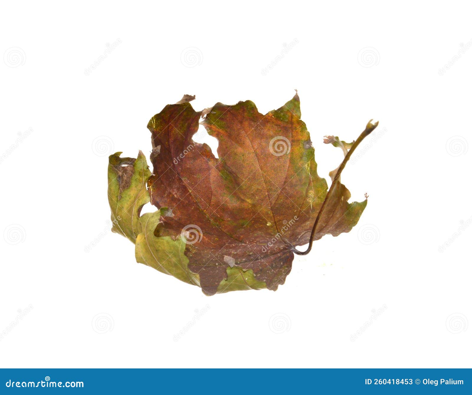 Dry Leaf Isolated on White Background Stock Image - Image of fall ...
