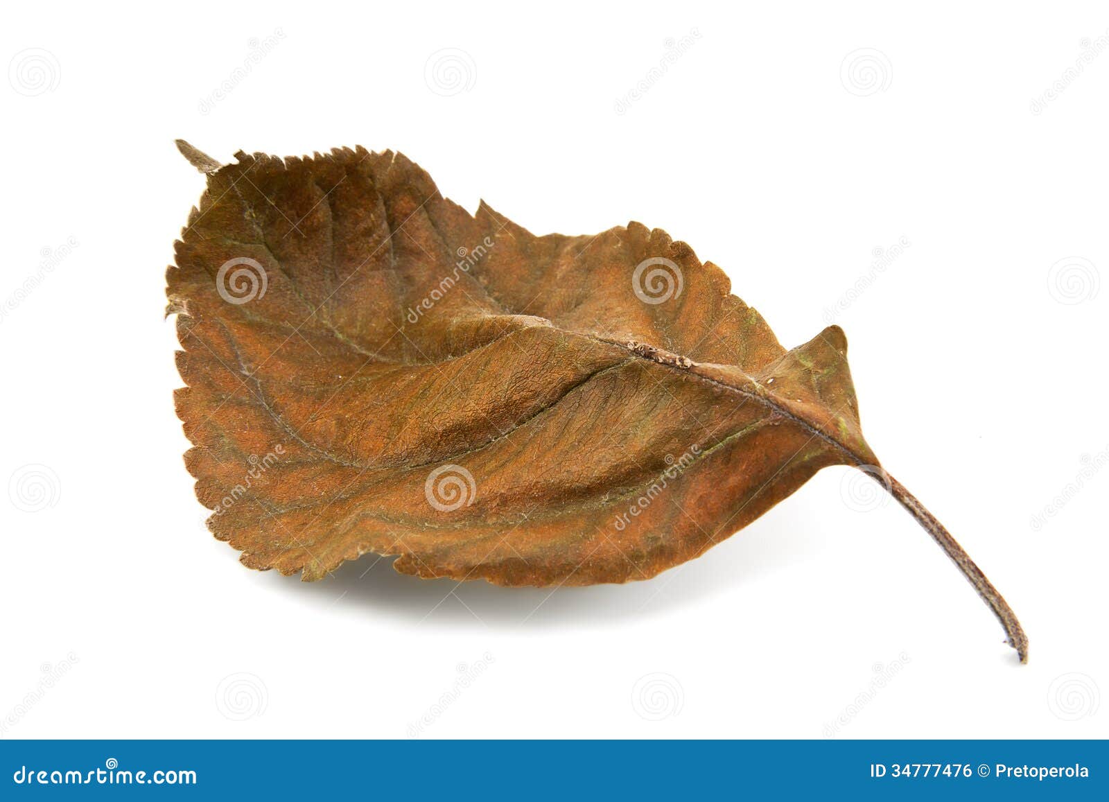 Dry leaf stock photo. Image of abstract, natural, color - 34777476