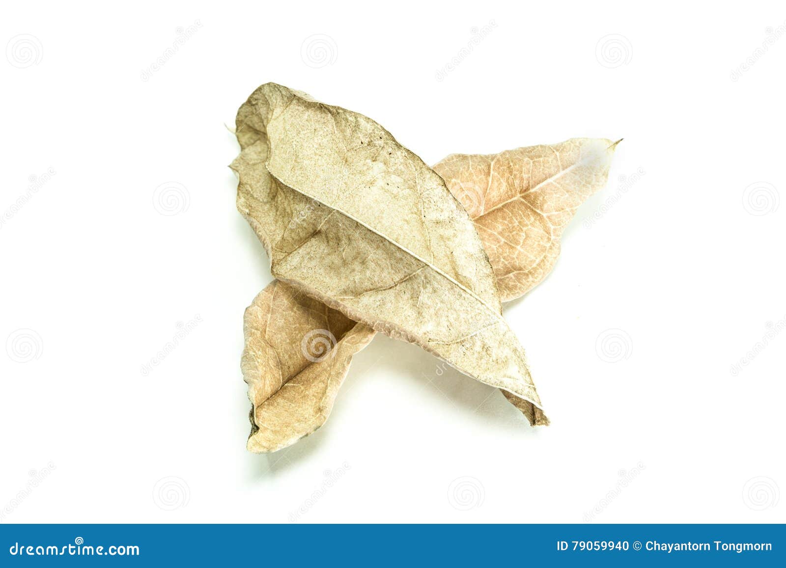 Dry leaf with isolated stock photo. Image of grow, environment - 79059940