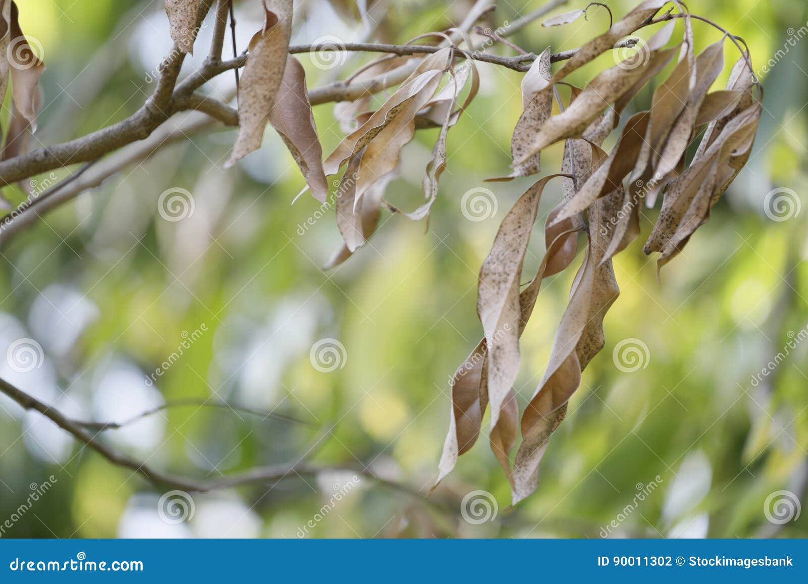 Dry Leaf stock photo. Image of tree, group, focus, leaf - 90011302