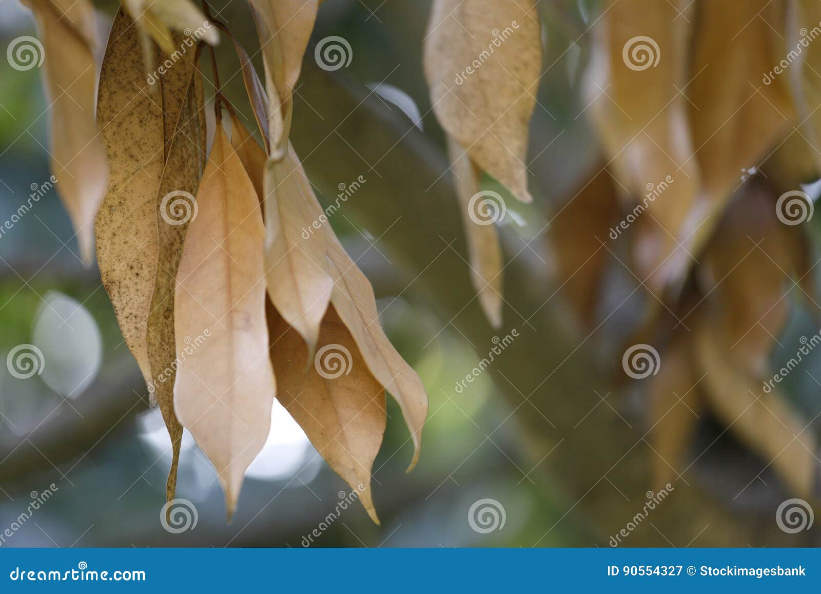 Dry Leaf stock image. Image of green, tree, outdoor, group - 90554327