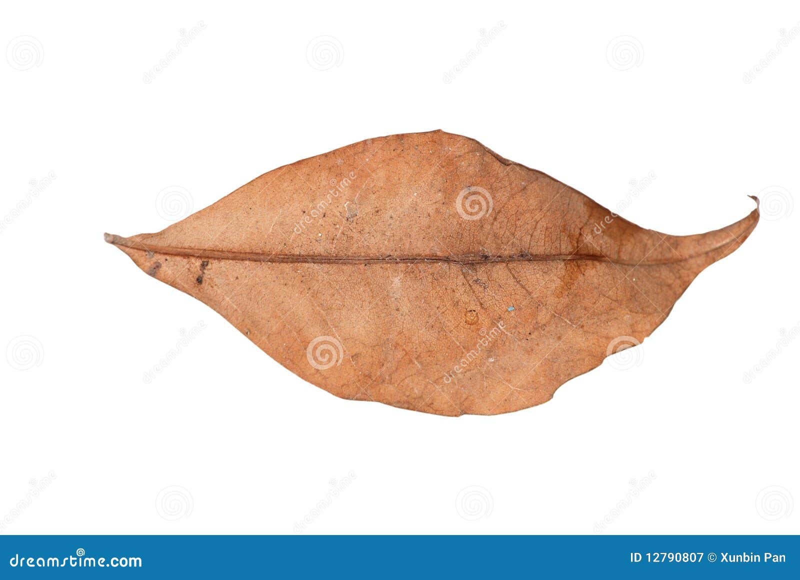 Dry leaf lip stock image. Image of brown, studio, organic - 12790807