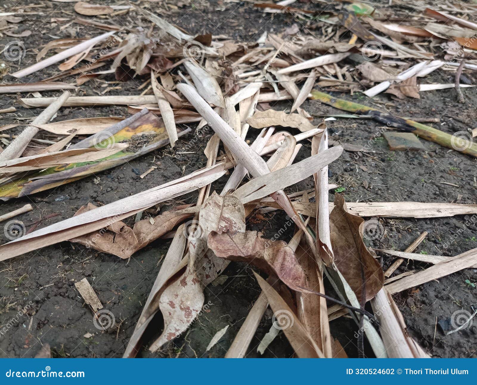 Dry Leaf Litter is Scattered on the Ground Stock Photo - Image of ...