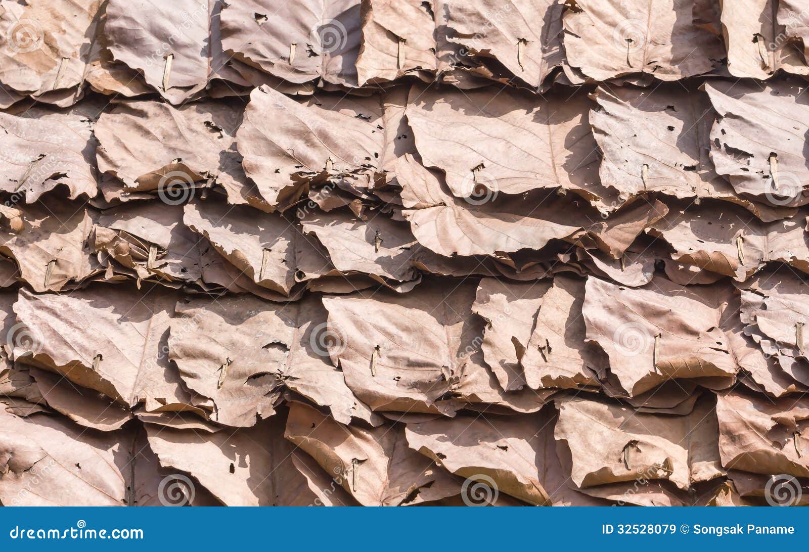 Dry leaf pattern stock image. Image of branch, plant - 32528079