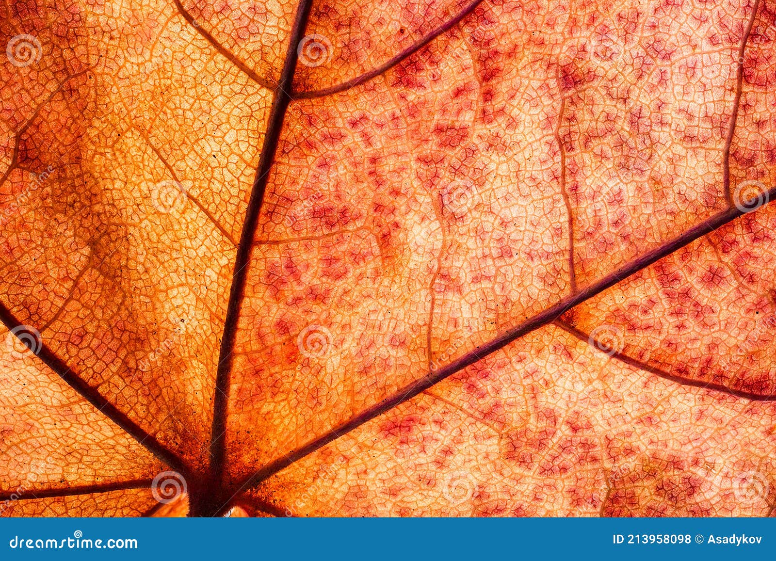 Dry Leaf Pattern and Background Stock Photo - Image of pigment, dead ...