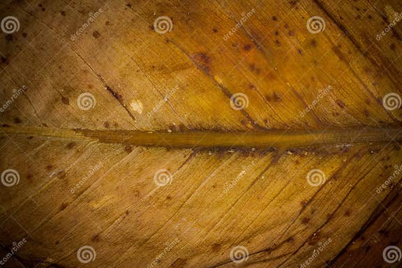 Dry Leaf Pattern Closeup Background Stock Image - Image of leaf, brown ...