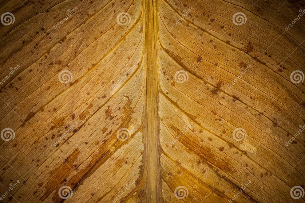 Dry Leaf Pattern Closeup Background Stock Image - Image of season ...